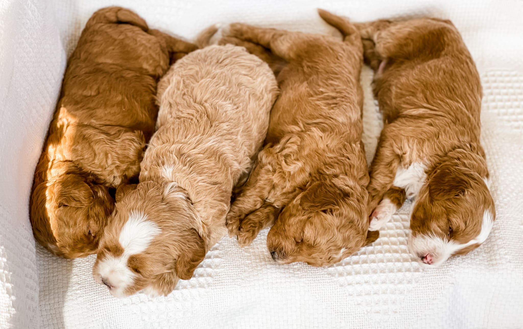Adorable Goldendoodle Puppies | KZ Doodles in Boise, Idaho