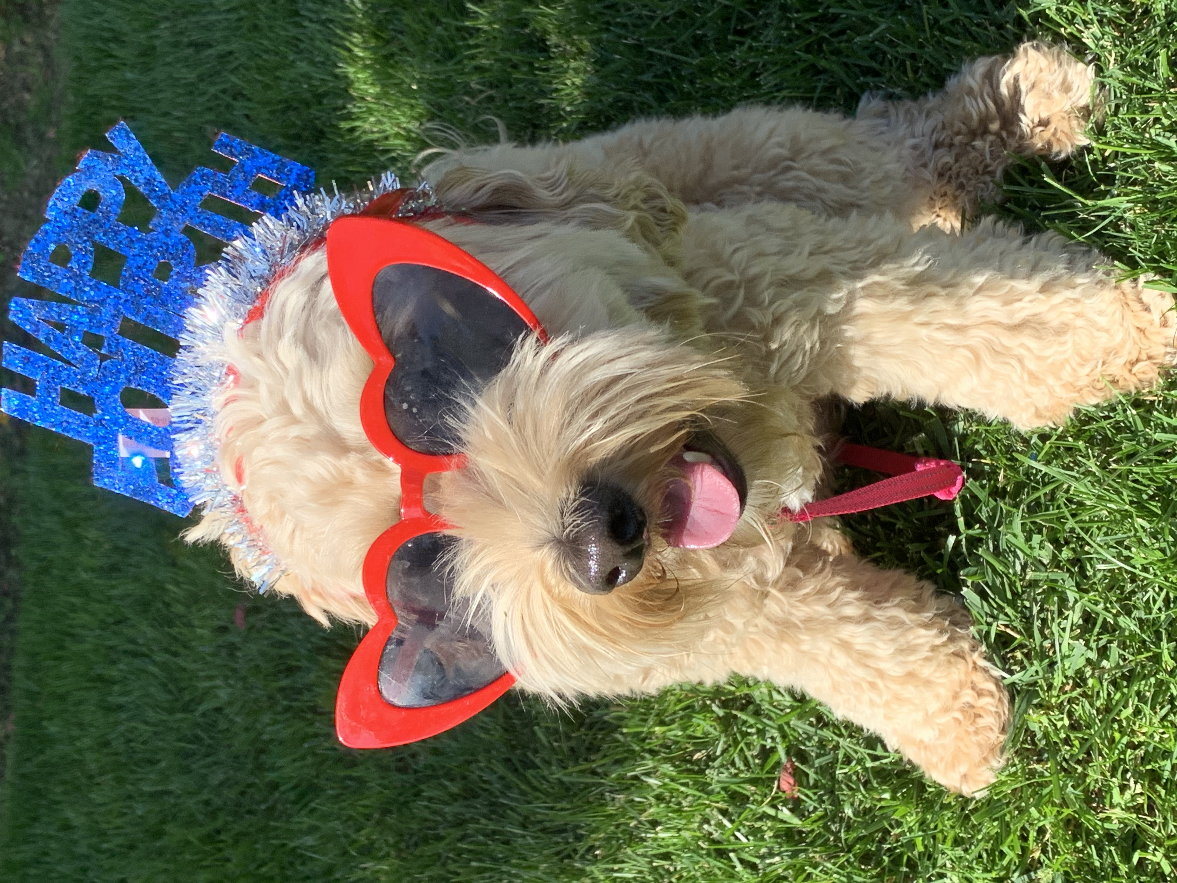 Discover the Unique Goldendoodle Personality Traits