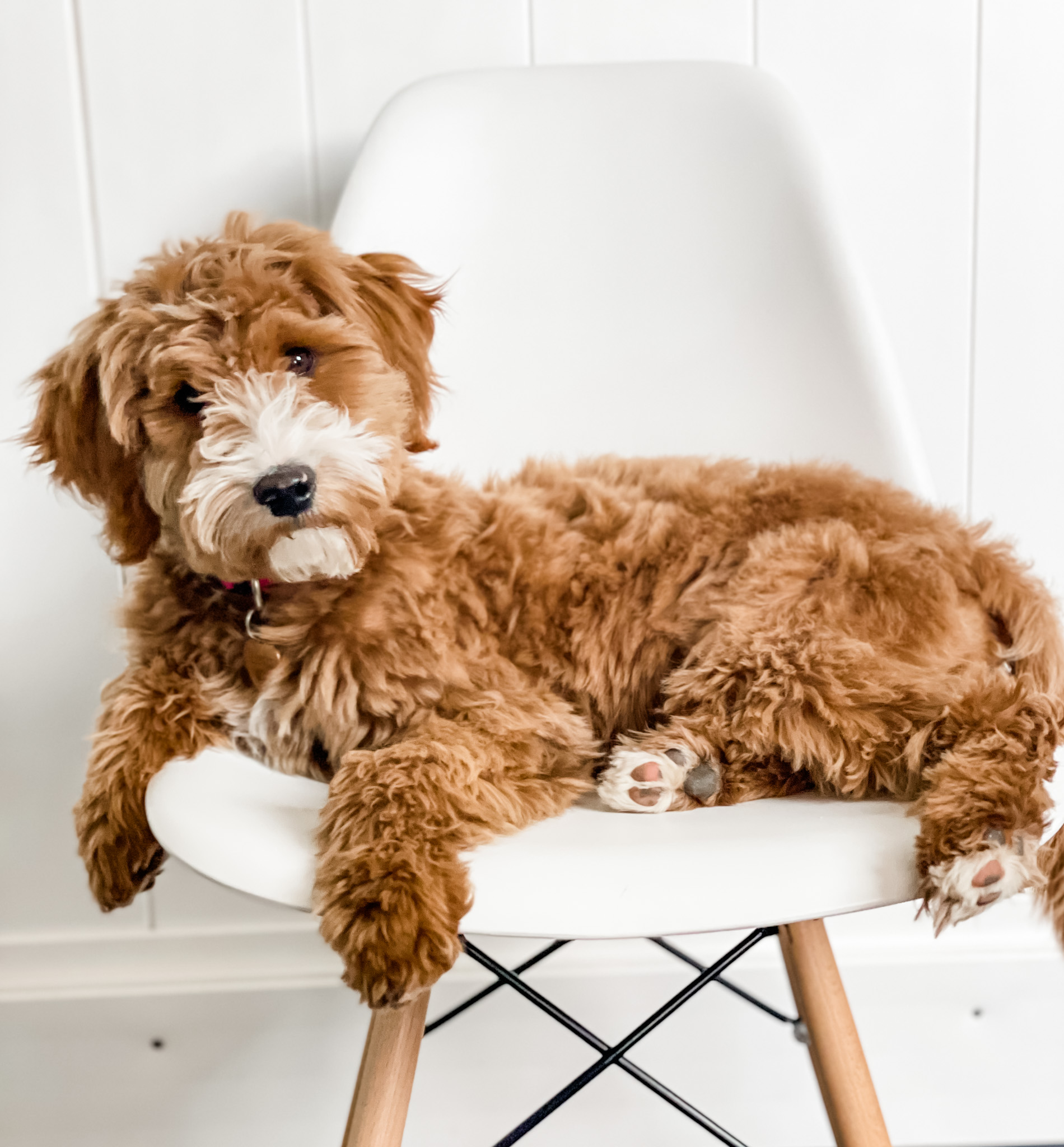 Unlock the Mystery: Why Abstract Goldendoodles Are Unique