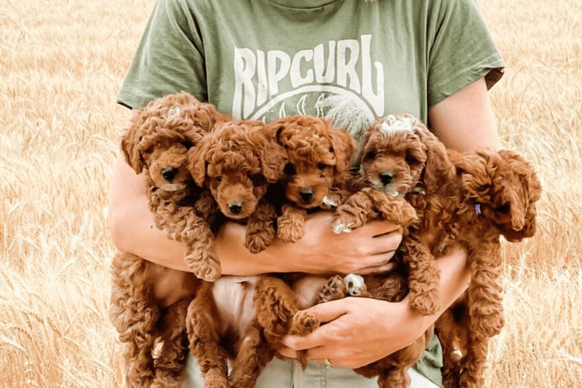 What is an F1B Goldendoodle? Characteristics,Care & Benefits