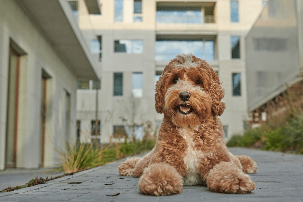 Is It Worth It? The Pros and Cons of Designer Dog Breeds