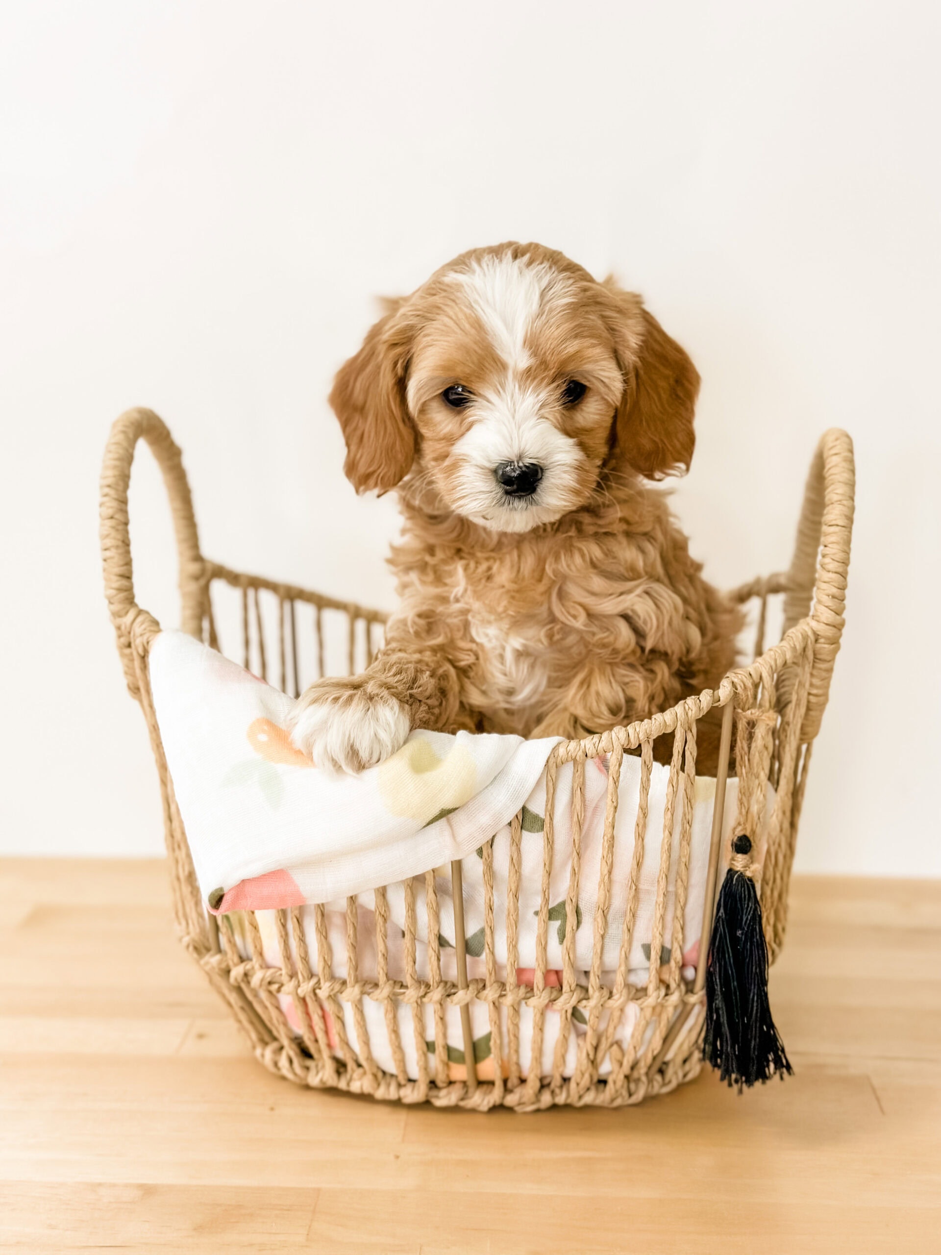 The Science Behind Hypoallergenic Goldendoodles - KZ Doodles
