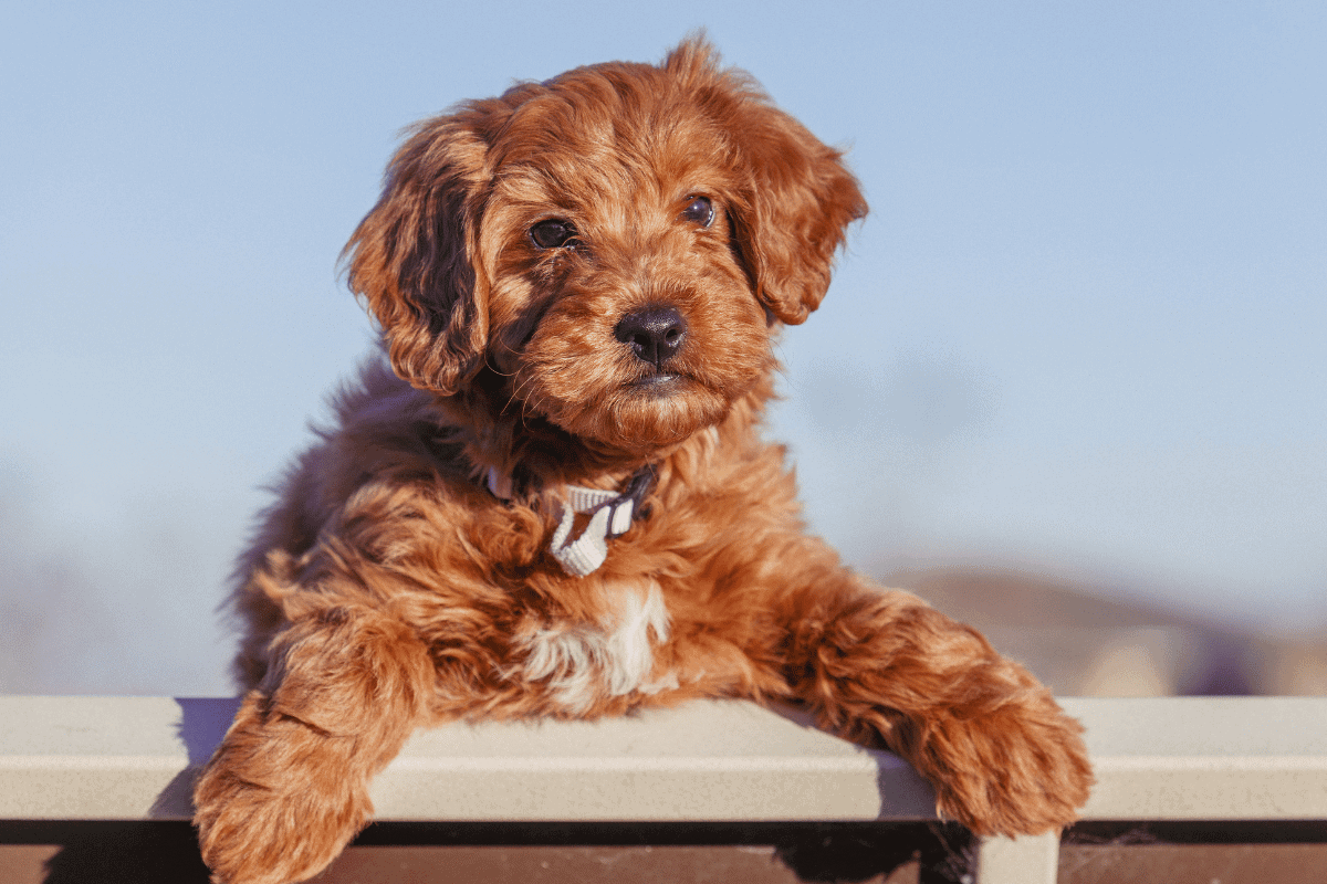 Unlock the Mystery: Why Abstract Goldendoodles Are Unique