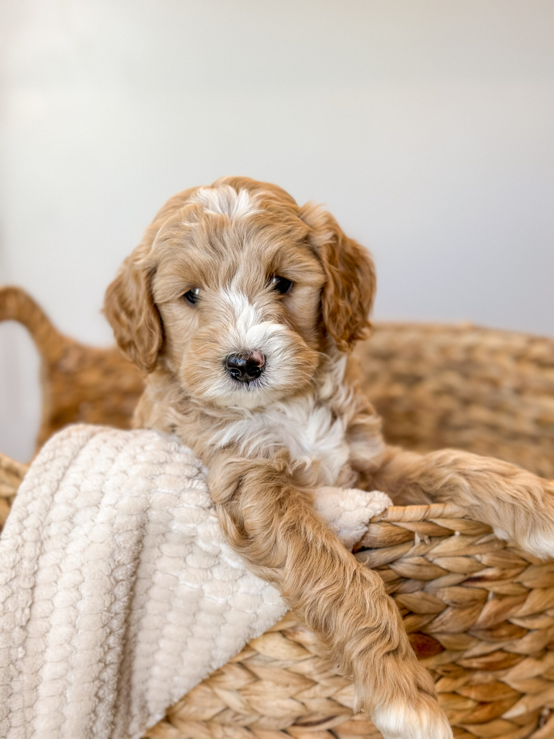 Abstract vs. Parti Abstract Goldendoodles: Choose Yours