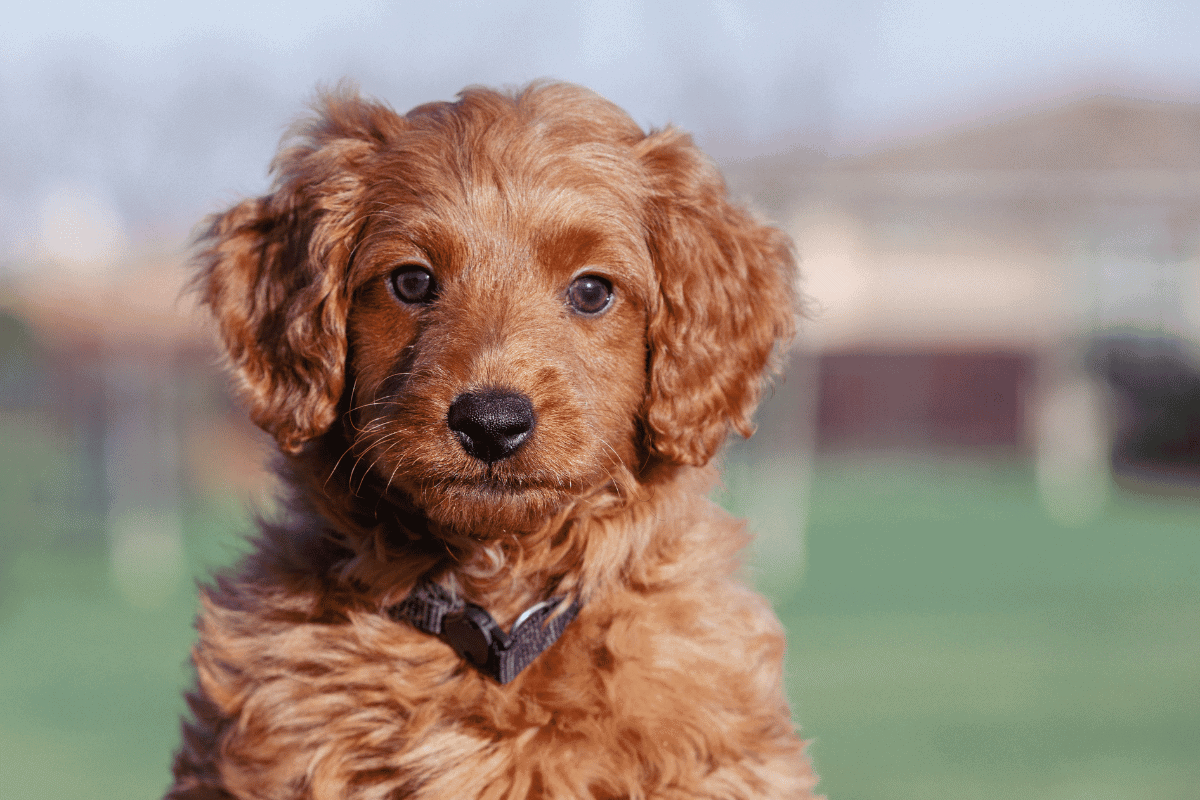 Red Smooth Coat Goldendoodle: A Unique and Loving Companion