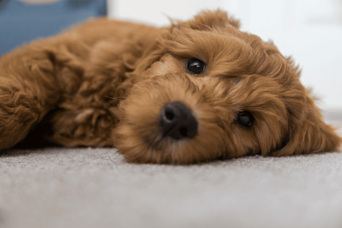 The Perfect Match: Find a Calm Doodle Breed - KZ Doodles