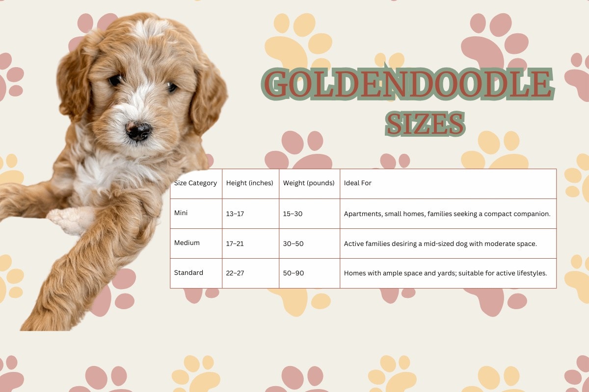 Goldendoodle Growth Chart: Month-by-Month Guide - KZ Doodles